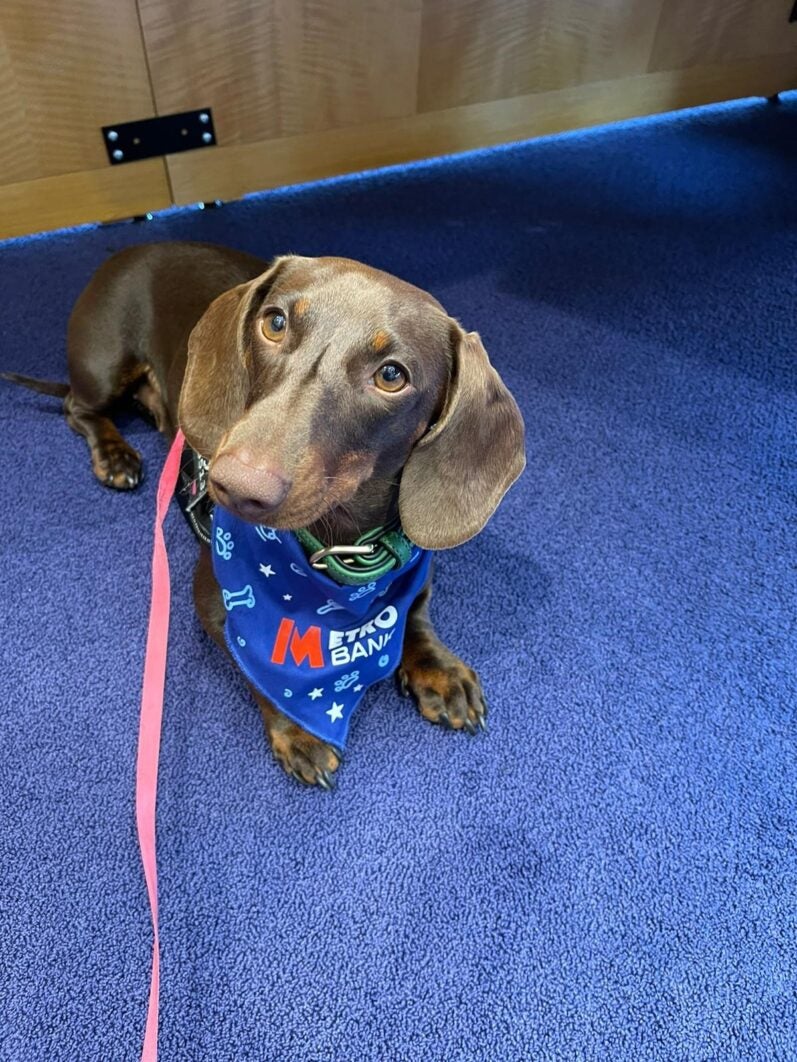 Dogs rule at Metro Bank as staff bring their dogs to work